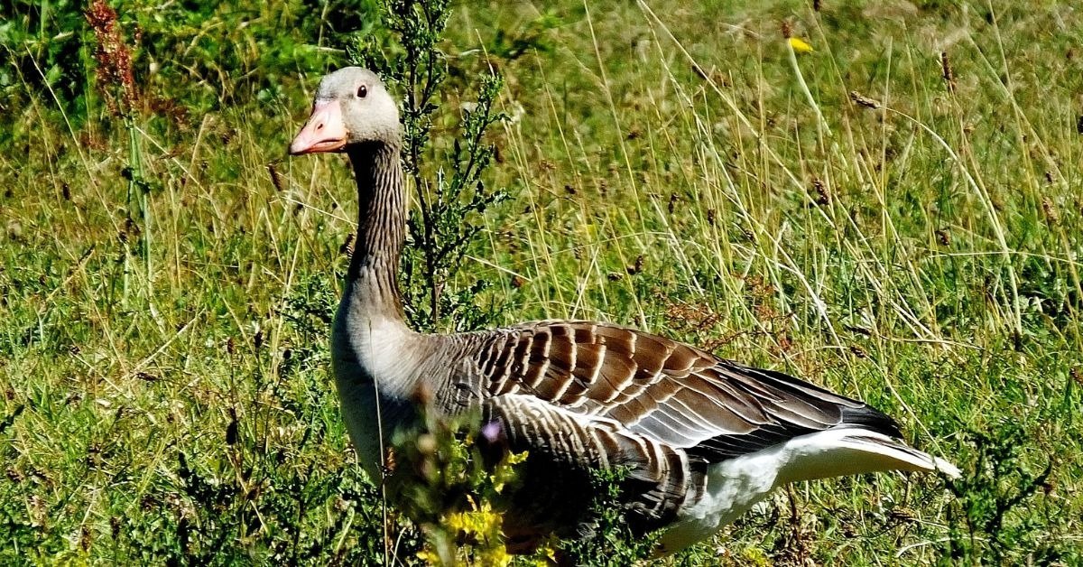 Goose Dream Meaning and Hidden Symbolism - Dream Vity